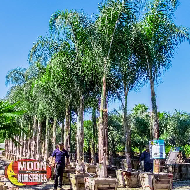 The Best Trees Exclusive to Moon Valley Nurseries